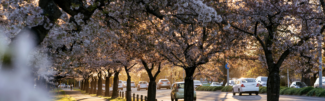 Canterbury Clinics – Veterinaryfirst