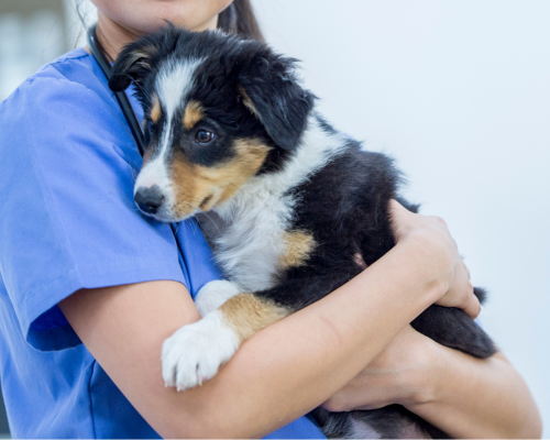 Gisborne Clinic – Veterinaryfirst