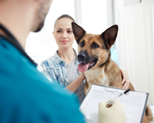 Havelock North Clinic – Veterinaryfirst