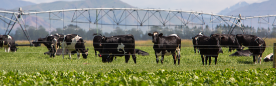 Canterbury Clinics – Veterinaryfirst